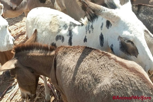 Saving Animals is Saving the Planet: The Case of the Donkey | AU-IBAR