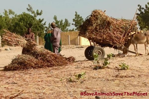 Saving Animals is Saving the Planet: The Case of the Donkey | AU-IBAR